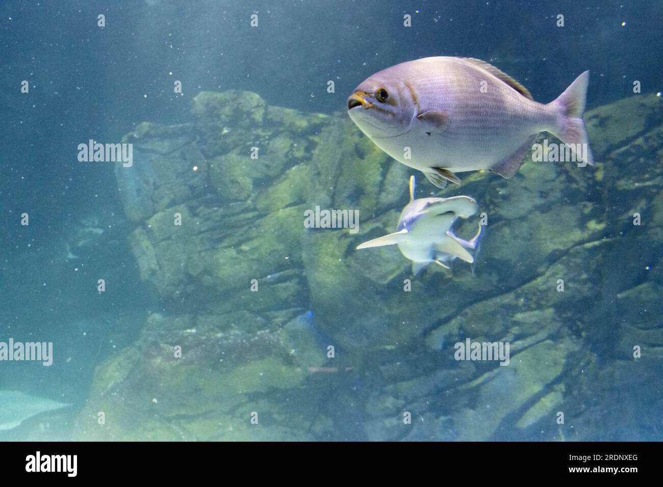 Close up fish swimming hi-res stock photography and images - Alamy