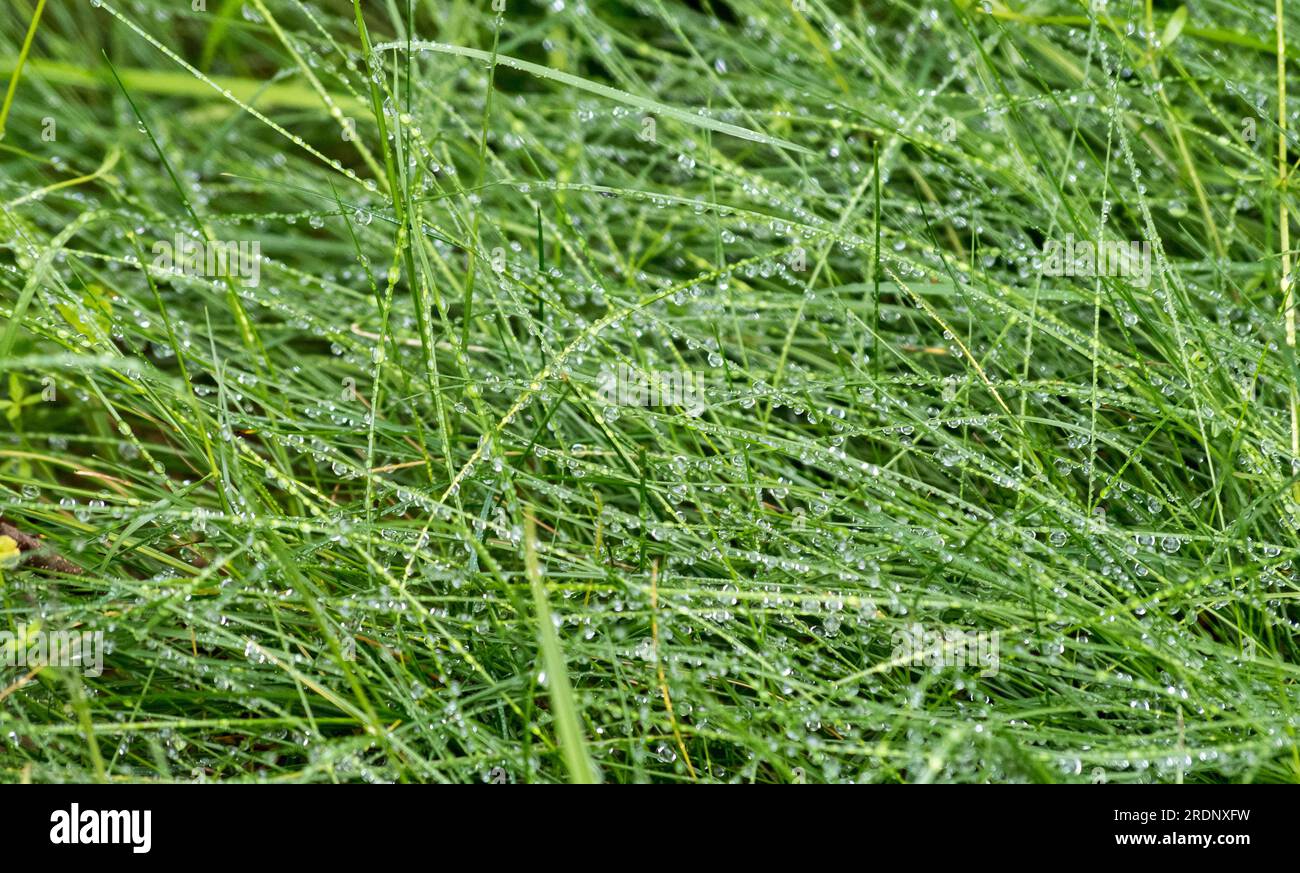 Beautiful grass early dew hi-res stock photography and images - Alamy