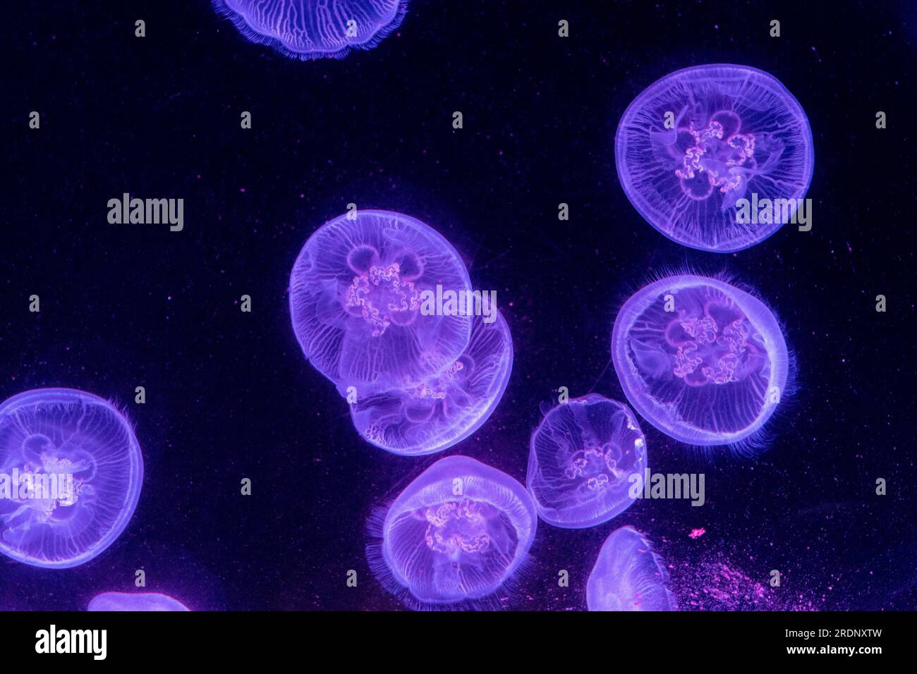 Solid blue fish hi-res stock photography and images - Alamy