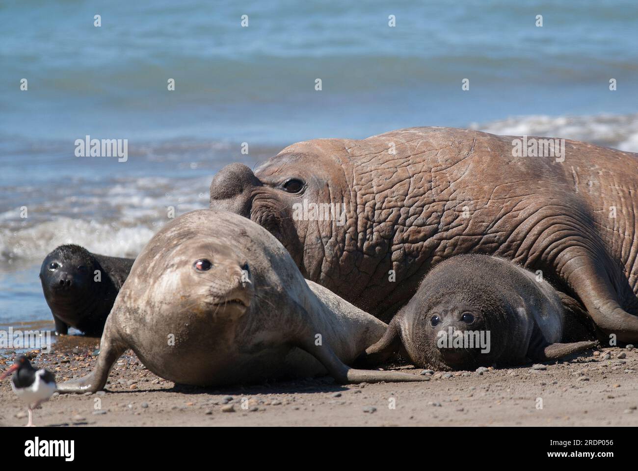 Elephant seal in Peninsula Valdes, Patagonia, Argentina Stock Photo - Alamy