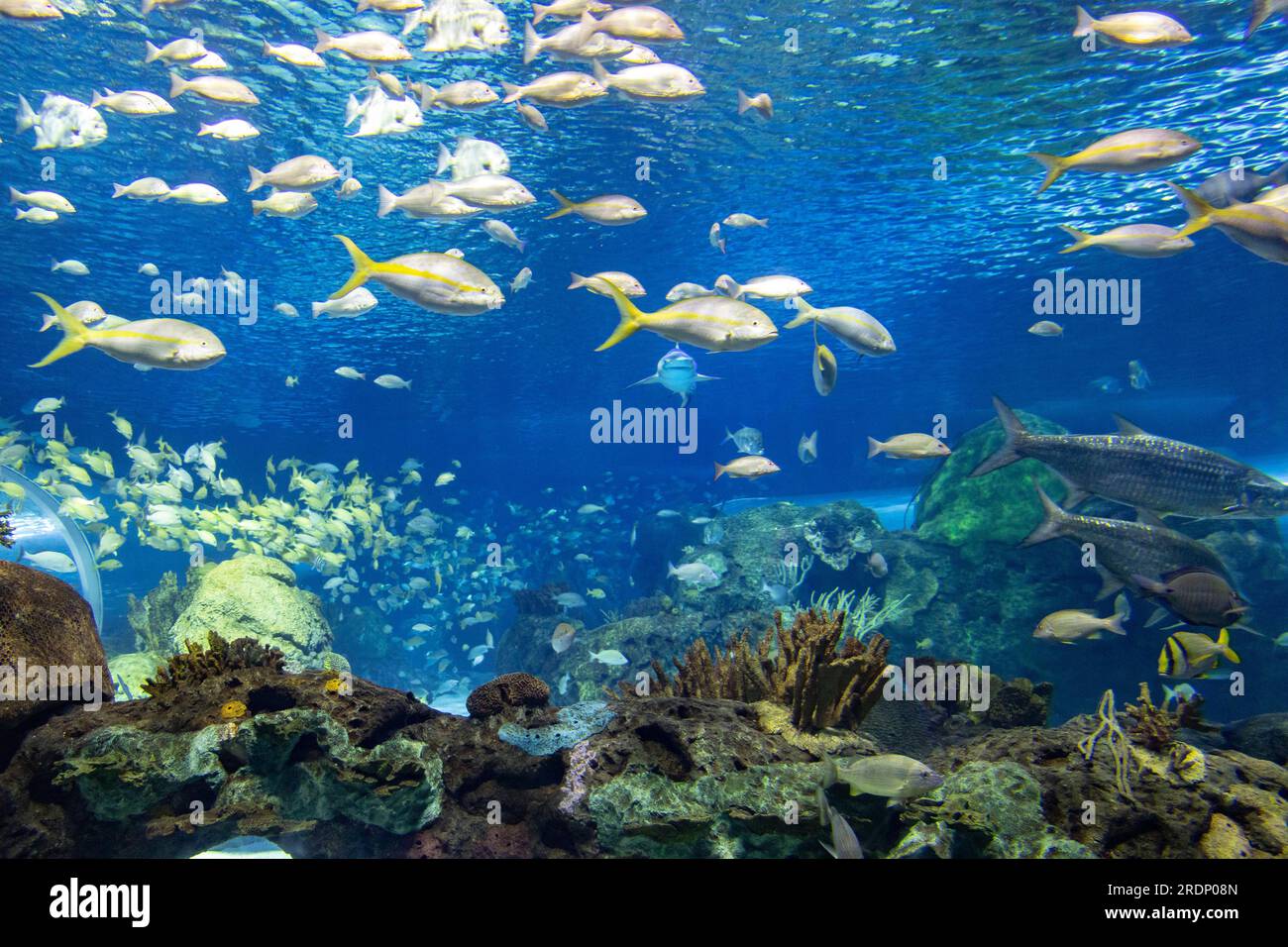 Aquarium full of tropical fish swimming around Stock Photo - Alamy