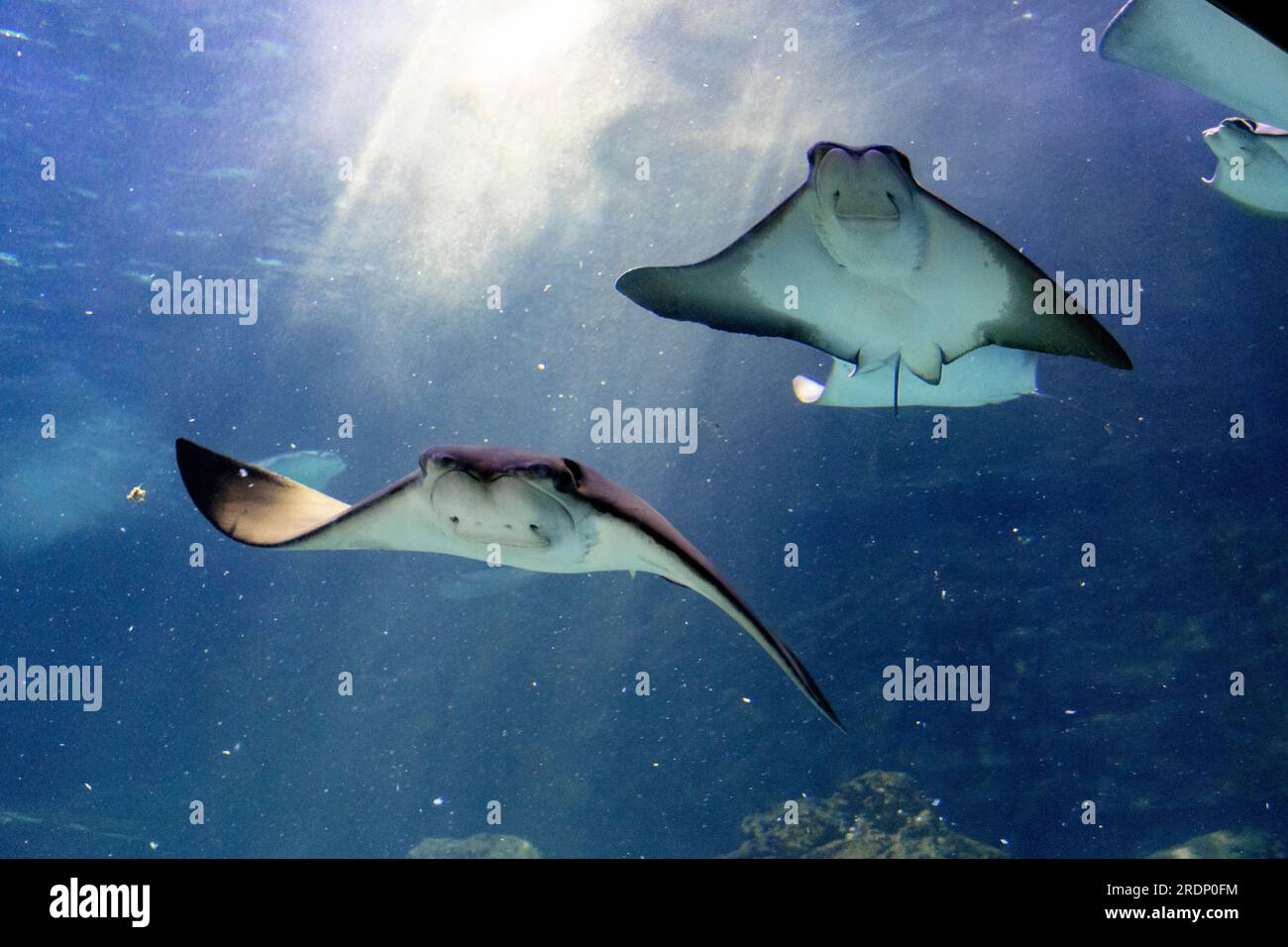 Happy stingray hi-res stock photography and images - Alamy