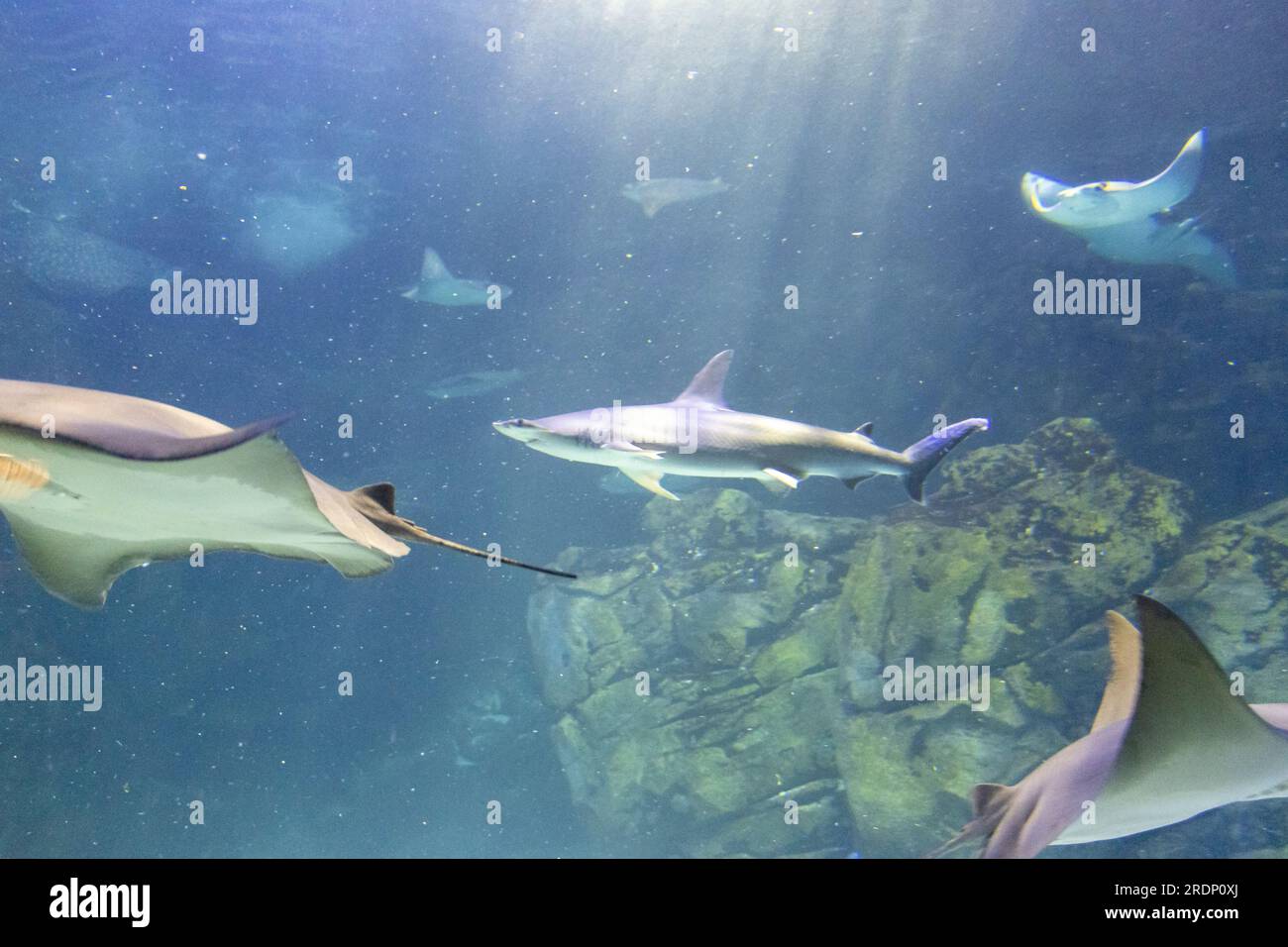 Shark and Stingrays swimming Stock Photo - Alamy