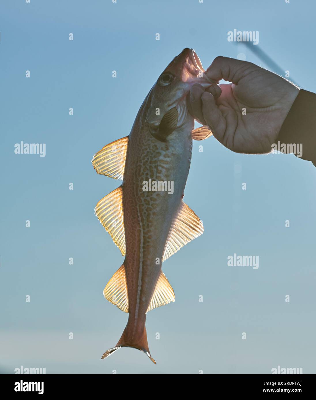 Fisherman holding unharmed backlit small Atlantic cod before being ...