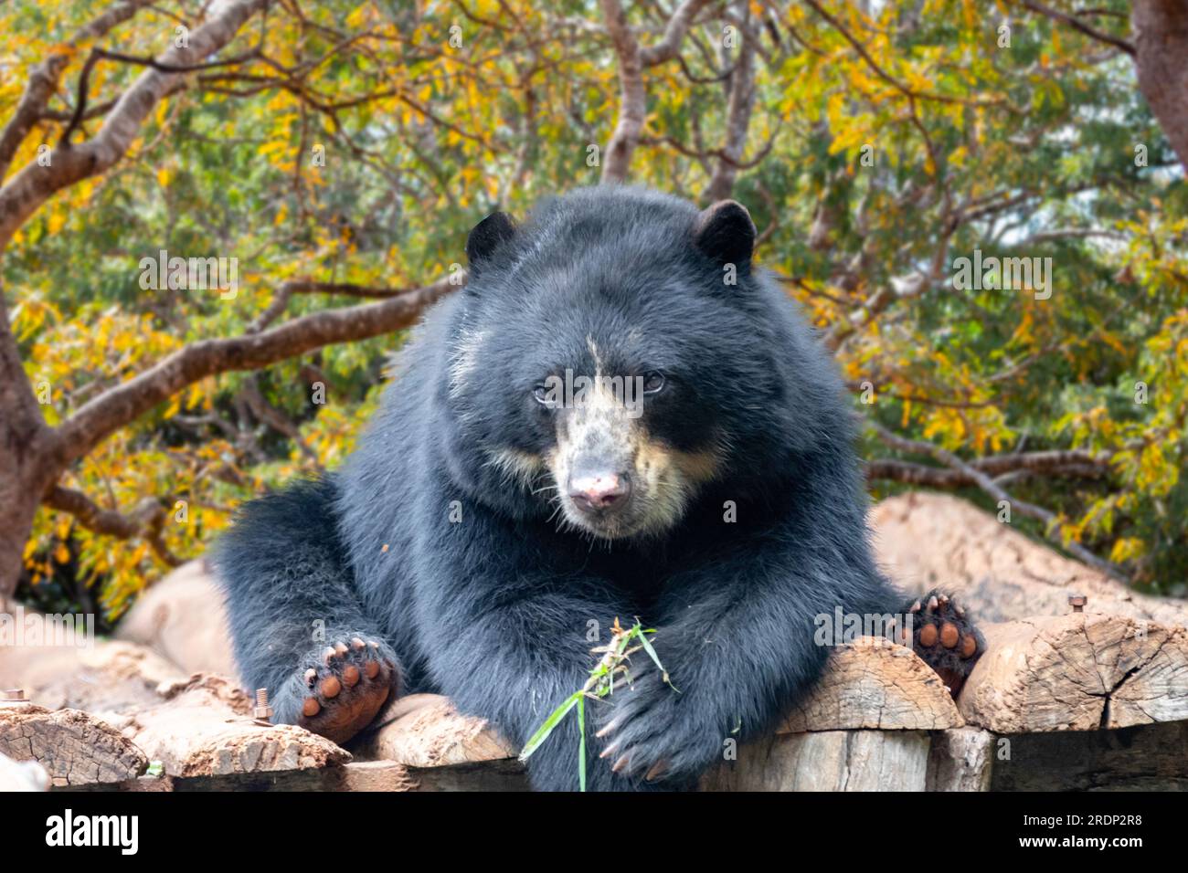Male spectacled bear hi-res stock photography and images - Alamy