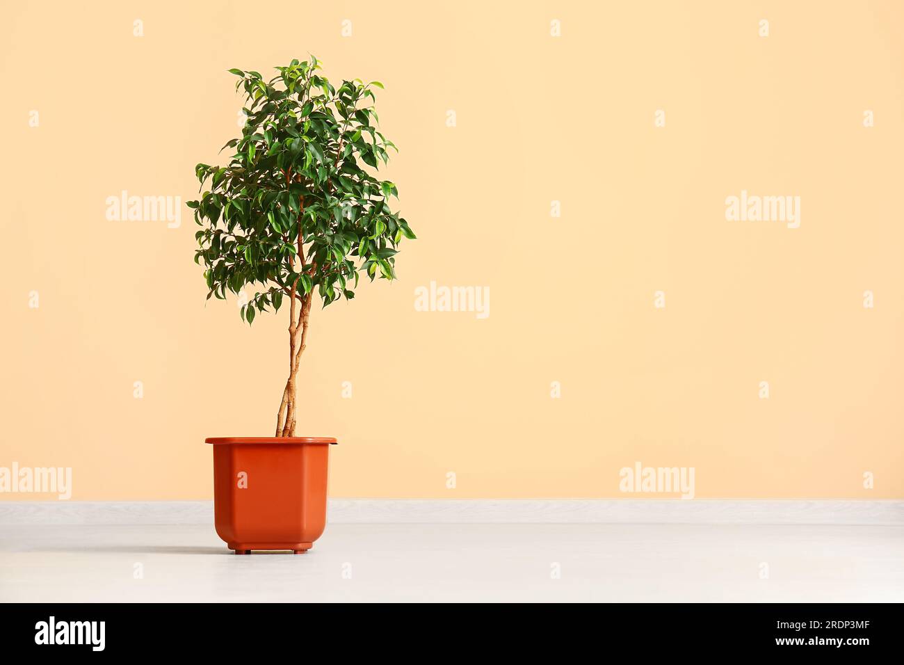 Flat tree growing house wall hi-res stock photography and images - Alamy