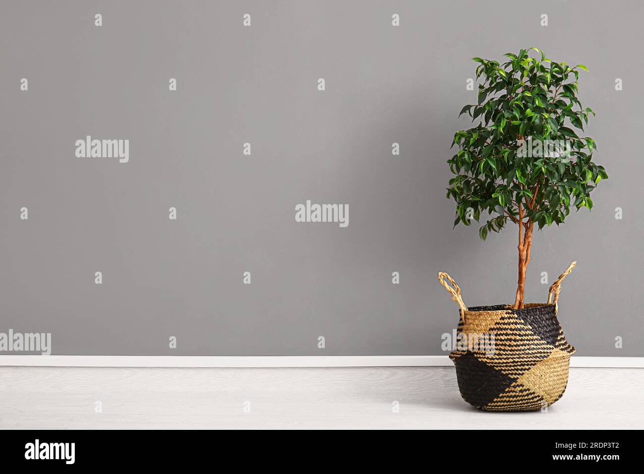 Ficus tree growing near hi-res stock photography and images - Alamy