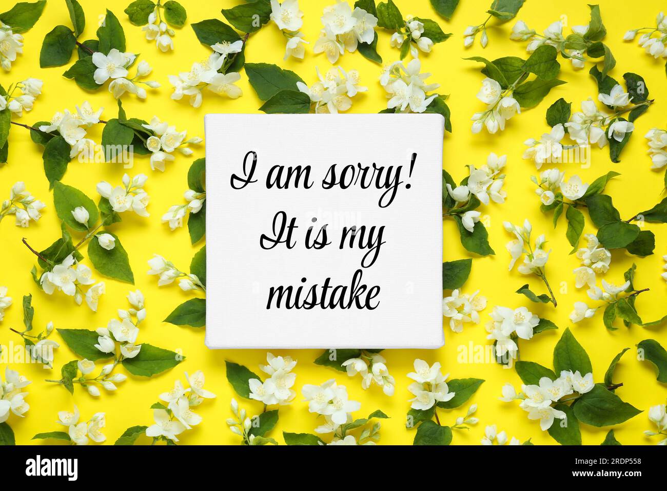 Canvas with sincere sorry message and many jasmine flowers on yellow ...