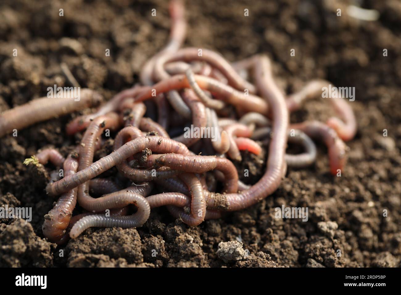 Many worms on wet soil, closeup. Terrestrial invertebrates Stock Photo ...