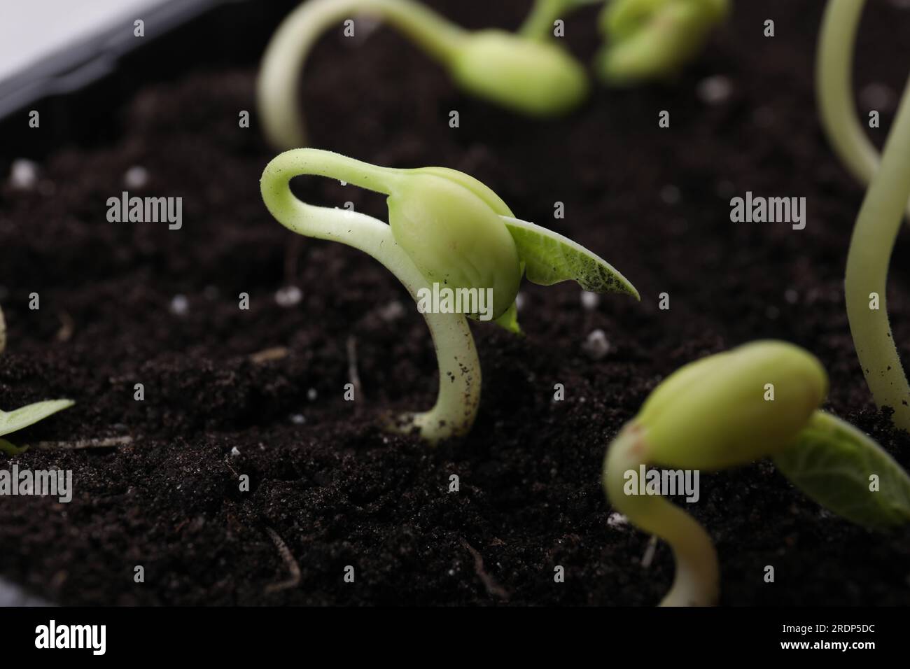 Bean sprouts planting hi-res stock photography and images - Alamy
