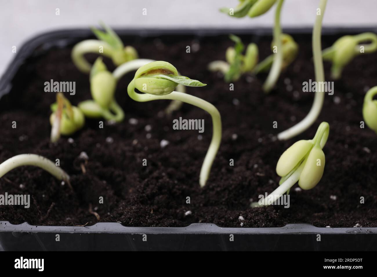 Bean sprouts planting hi-res stock photography and images - Alamy
