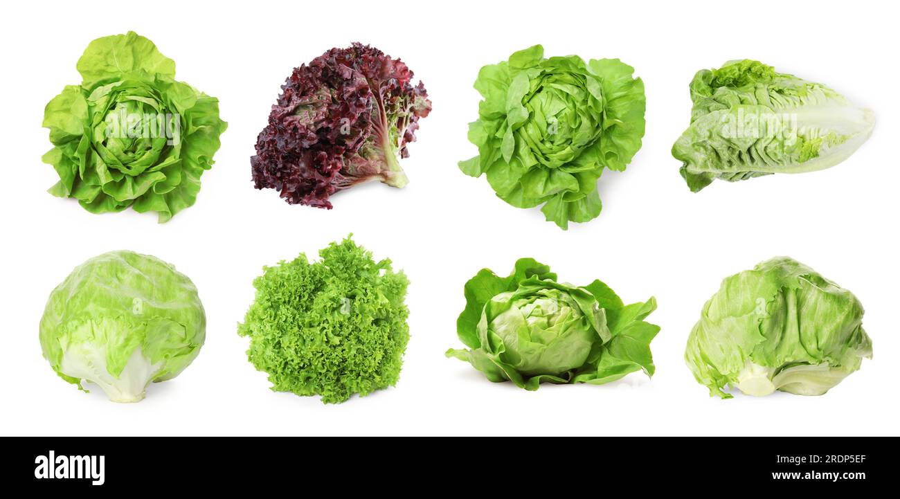 Different types of lettuce isolated on white, collage design Stock ...