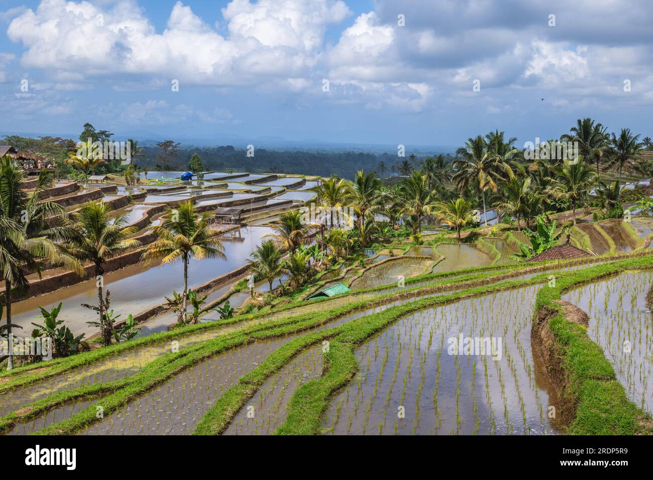 Rice terrace aerial hi-res stock photography and images - Alamy