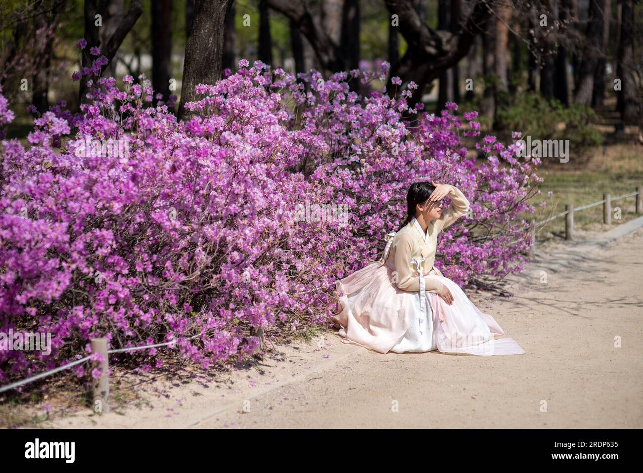 Pretty Korean girl wearing traditional Hanbok dress in Seoul South ...