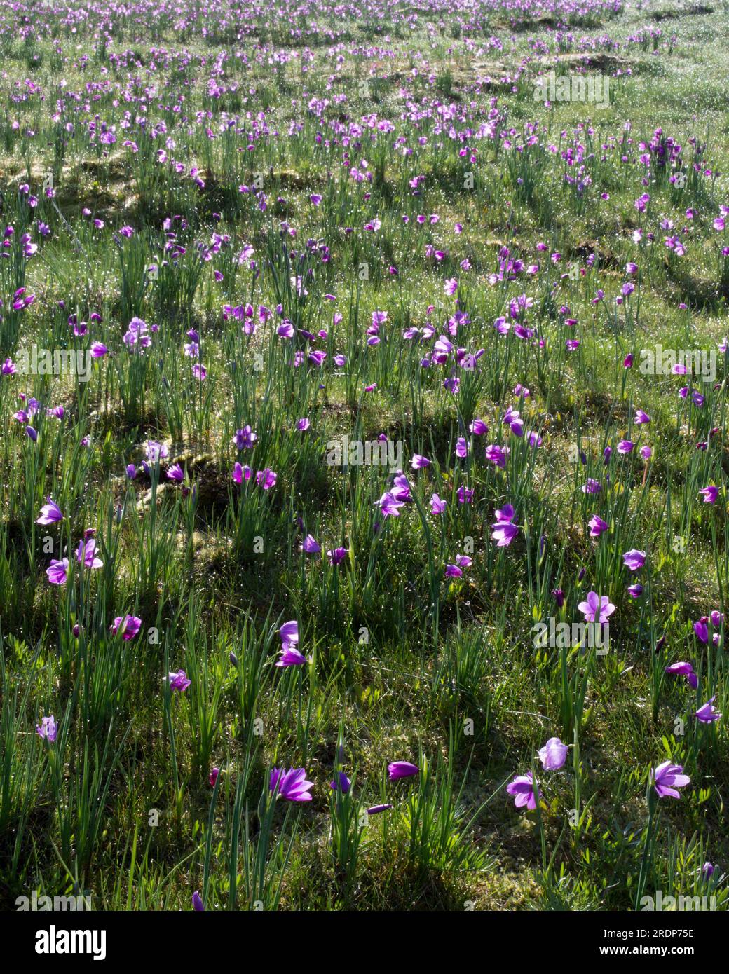 Morning dew on meadow of blooming Olsynium douglasii (Grass Widow). Tom ...