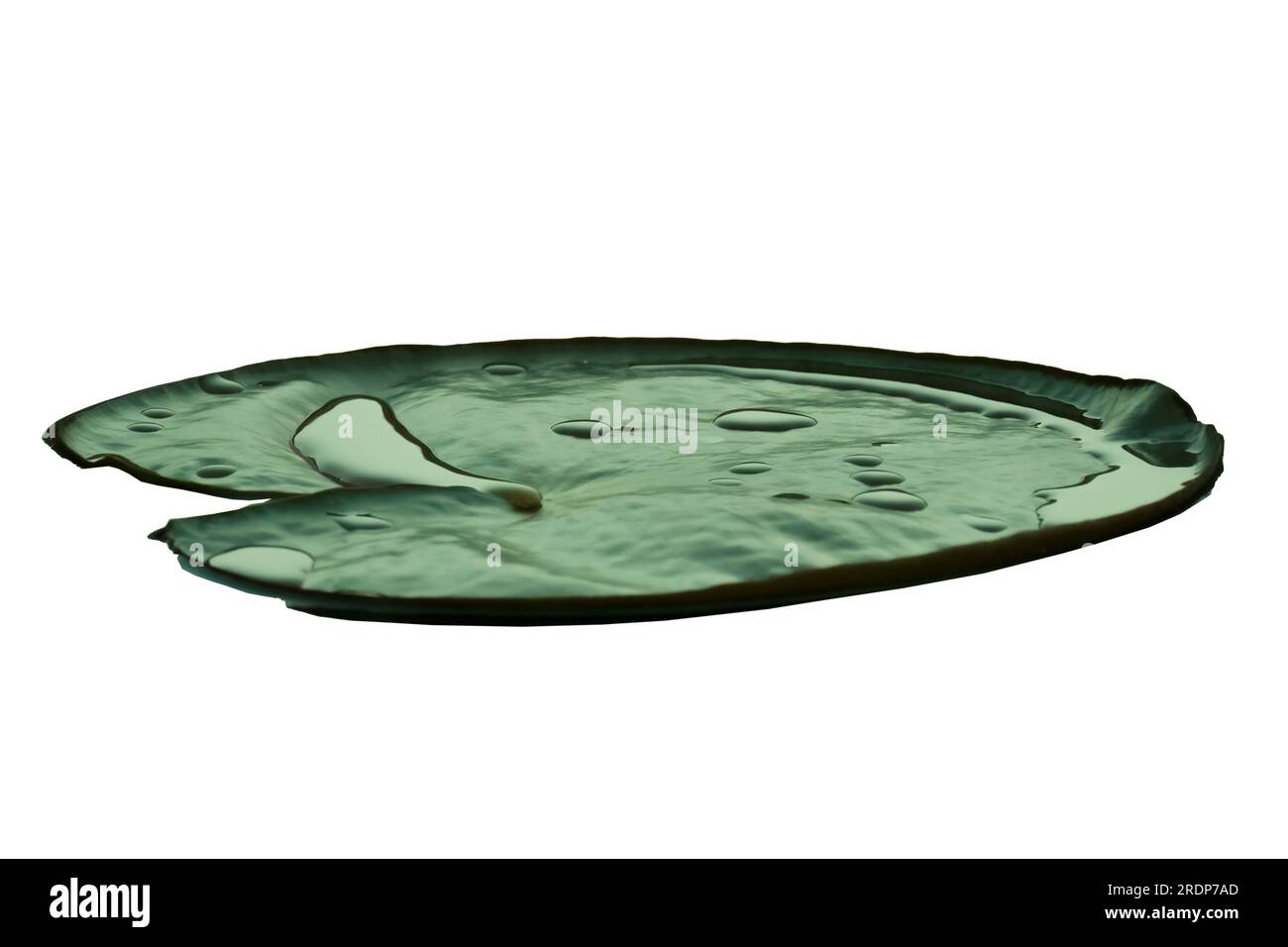A single lily pad with water pooled on top, isolated on white, clipping ...