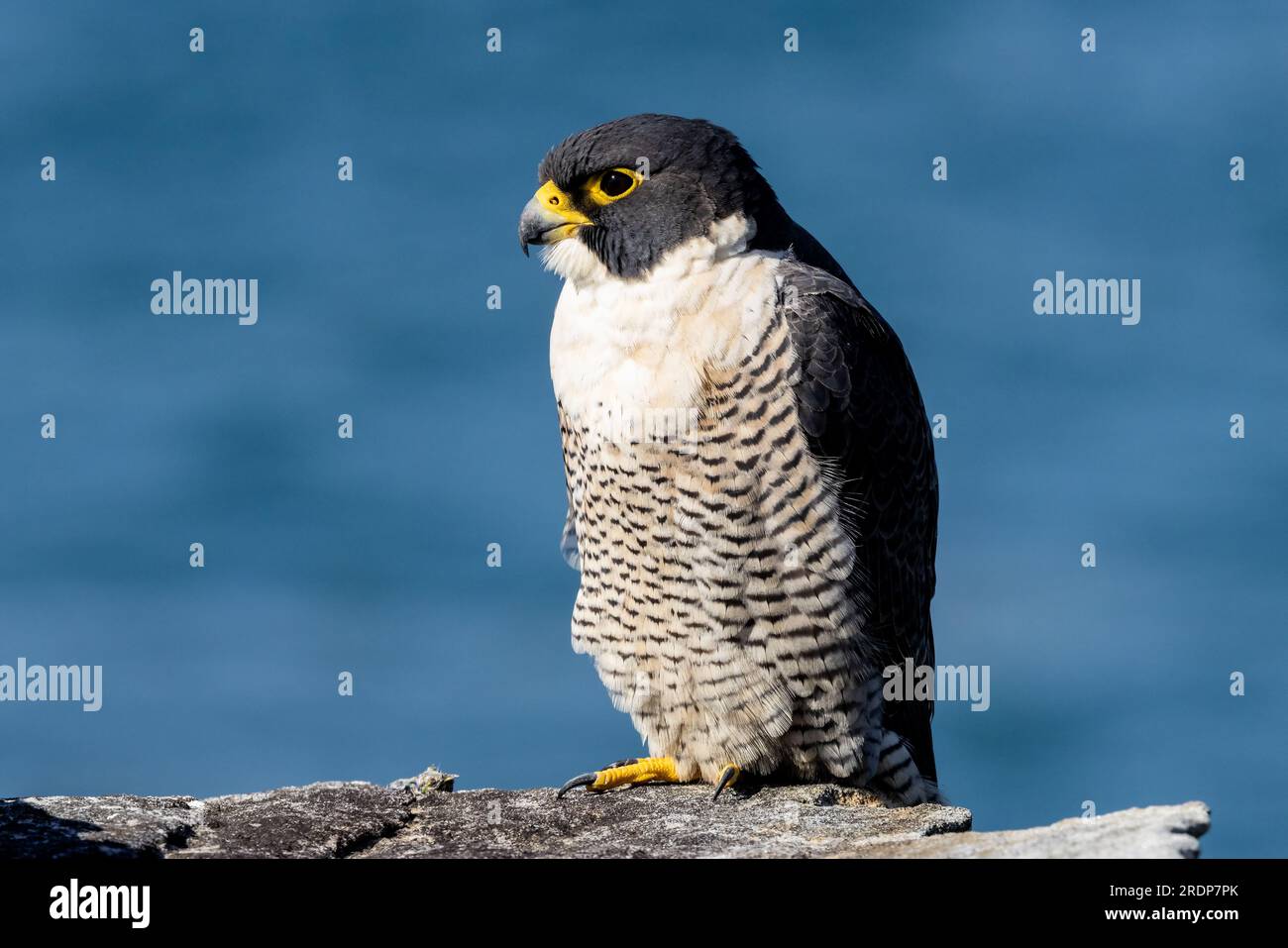 Peregrine falcon australia hi-res stock photography and images - Alamy