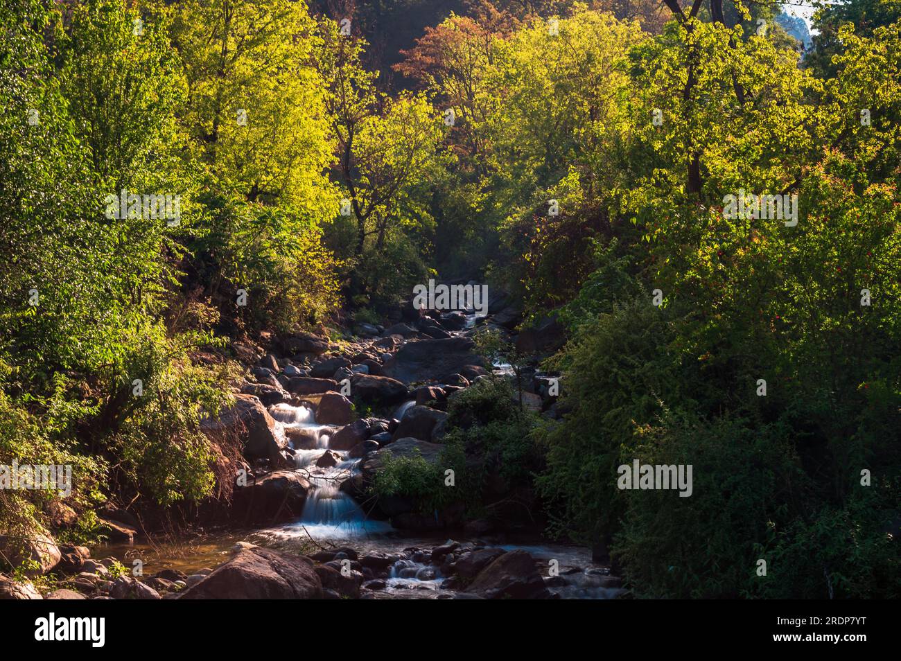 Himalayan flora and fauna hi-res stock photography and images - Alamy