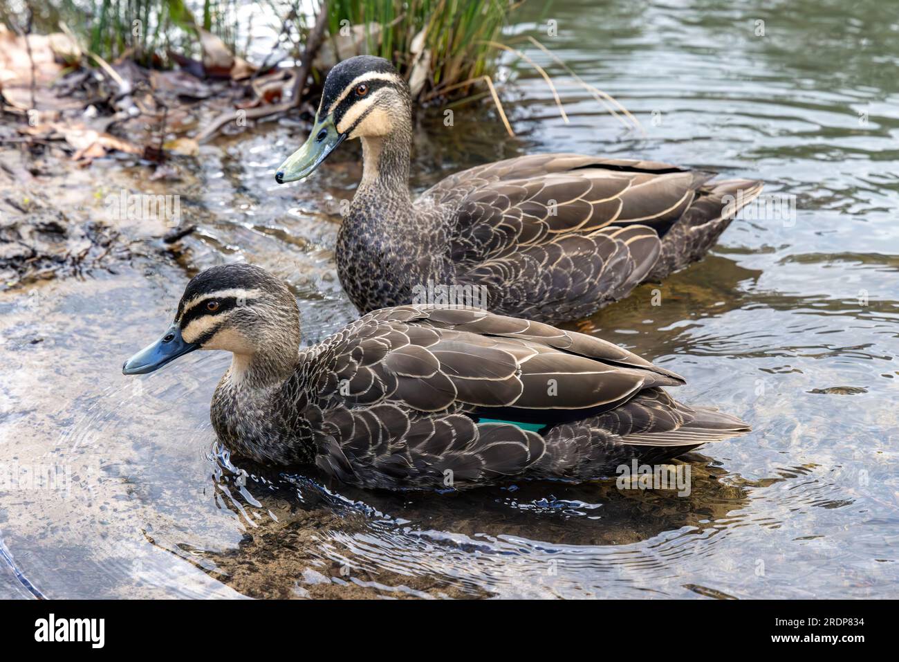 Australian Pacific Black Ducks paddling in water Stock Photo - Alamy