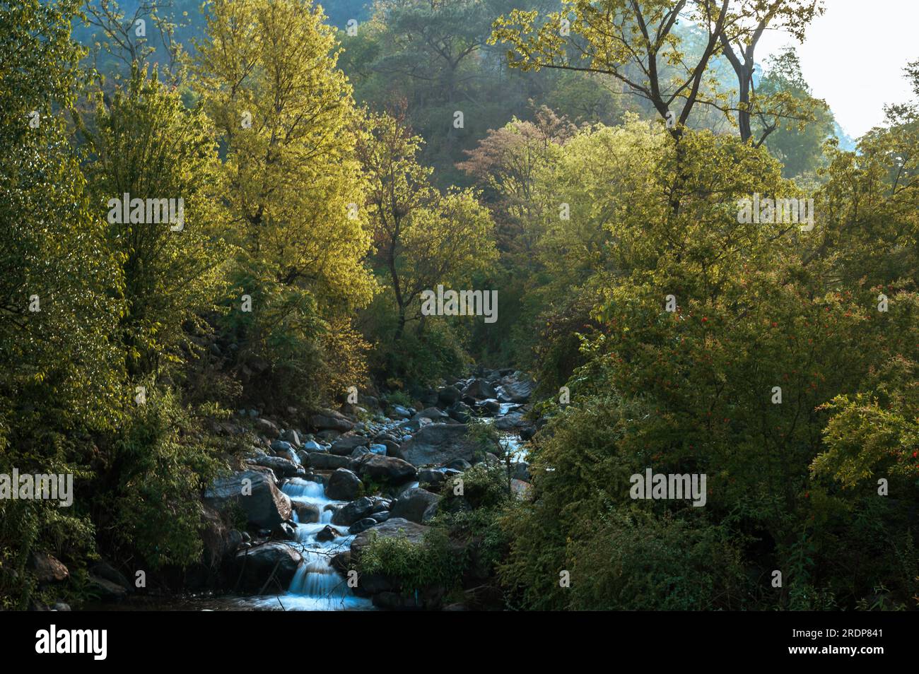 Autumn forest in the morning. Flora and fauna in the Himalayan region ...