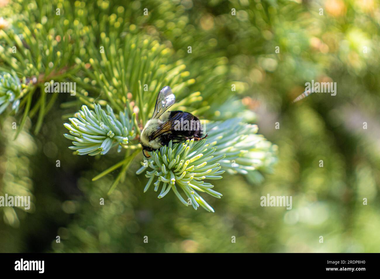 Black and yellow bumblebee on a pine tree - blurred foliage - bright ...