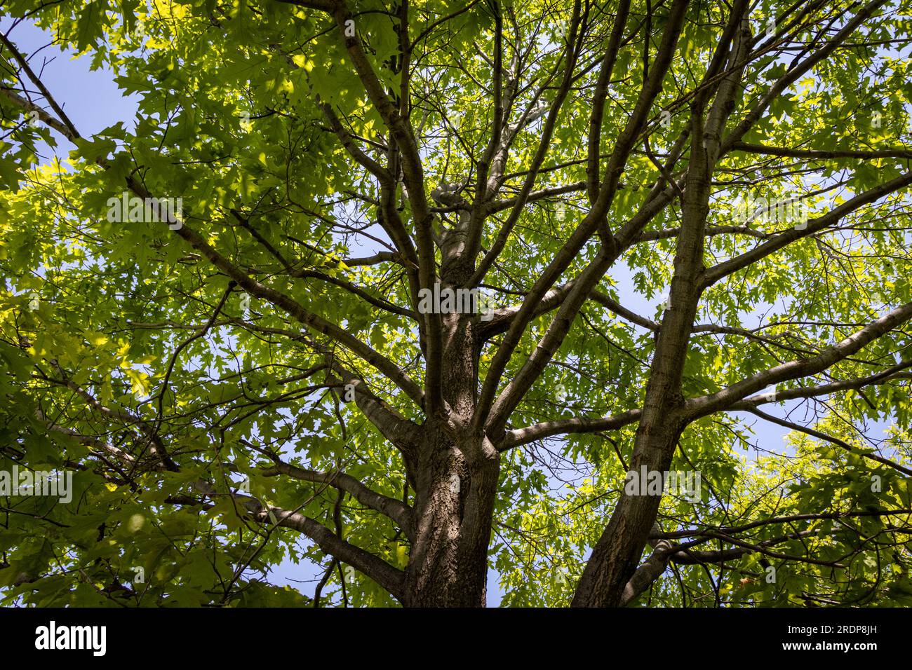 Sugar maple tree with a thick trunk and spread-out branches - bright ...