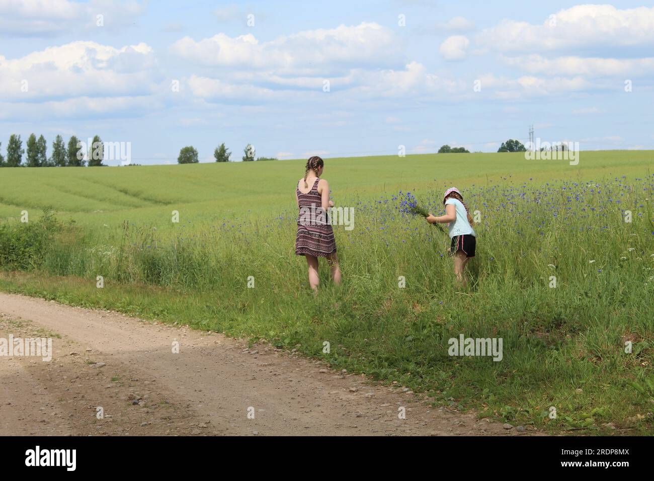 Wildflowers growing on roadside hi-res stock photography and images - Alamy
