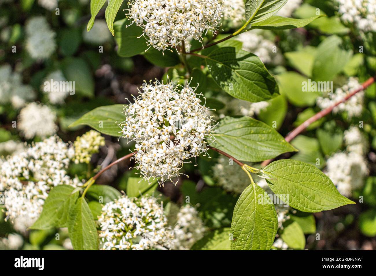 White flower cluster on green bush - small in spherical shape - green ...