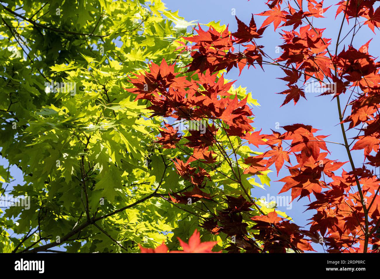 Japanese maple tree with bright red leaves against a blue sky and a ...