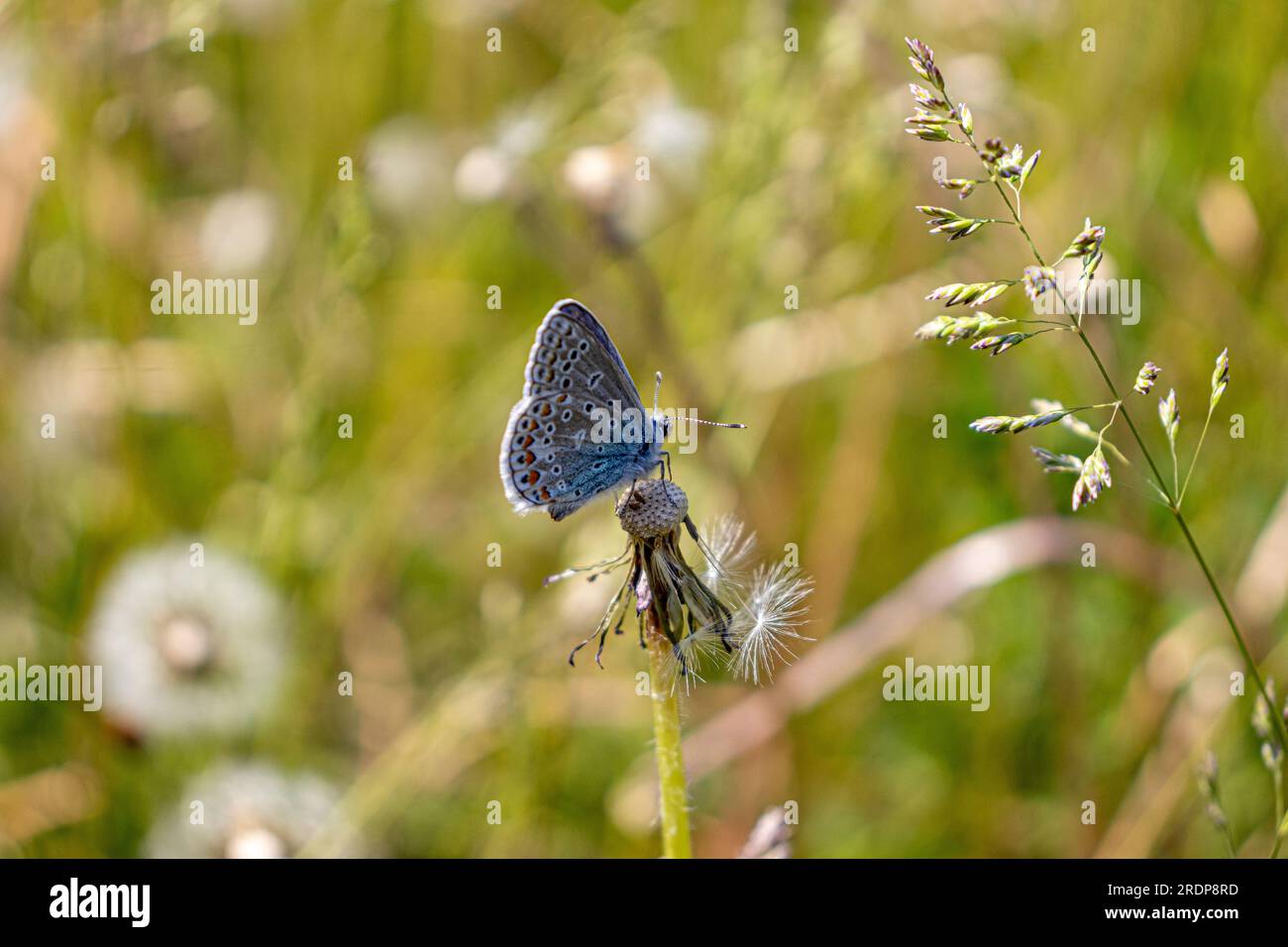 Common Blue butterfly with black spots on wings perched on a dried ...