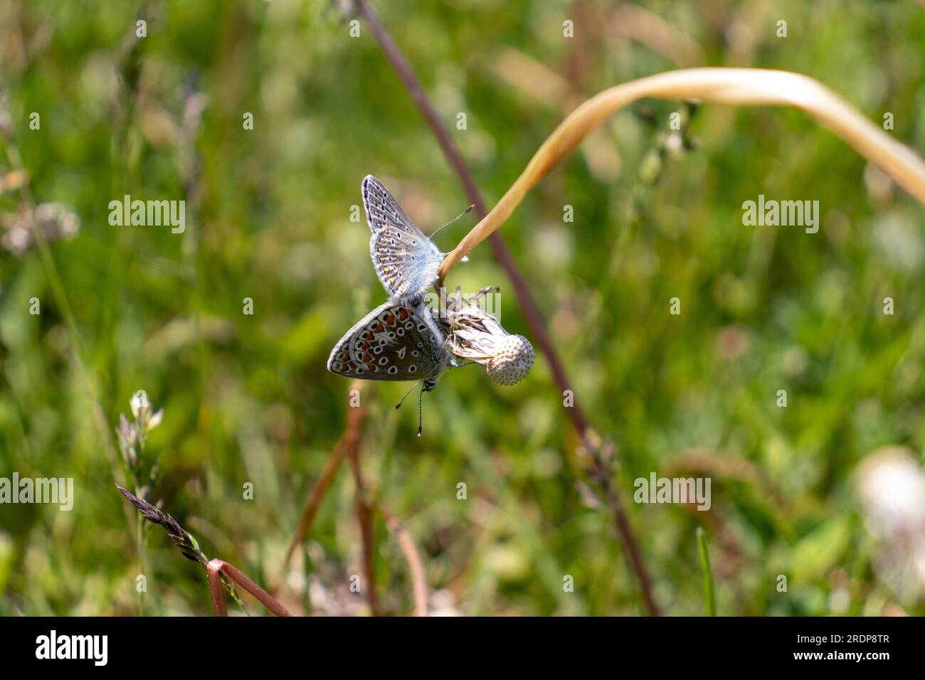 Two Common Blue butterflies mating on a plant stem in a green field ...