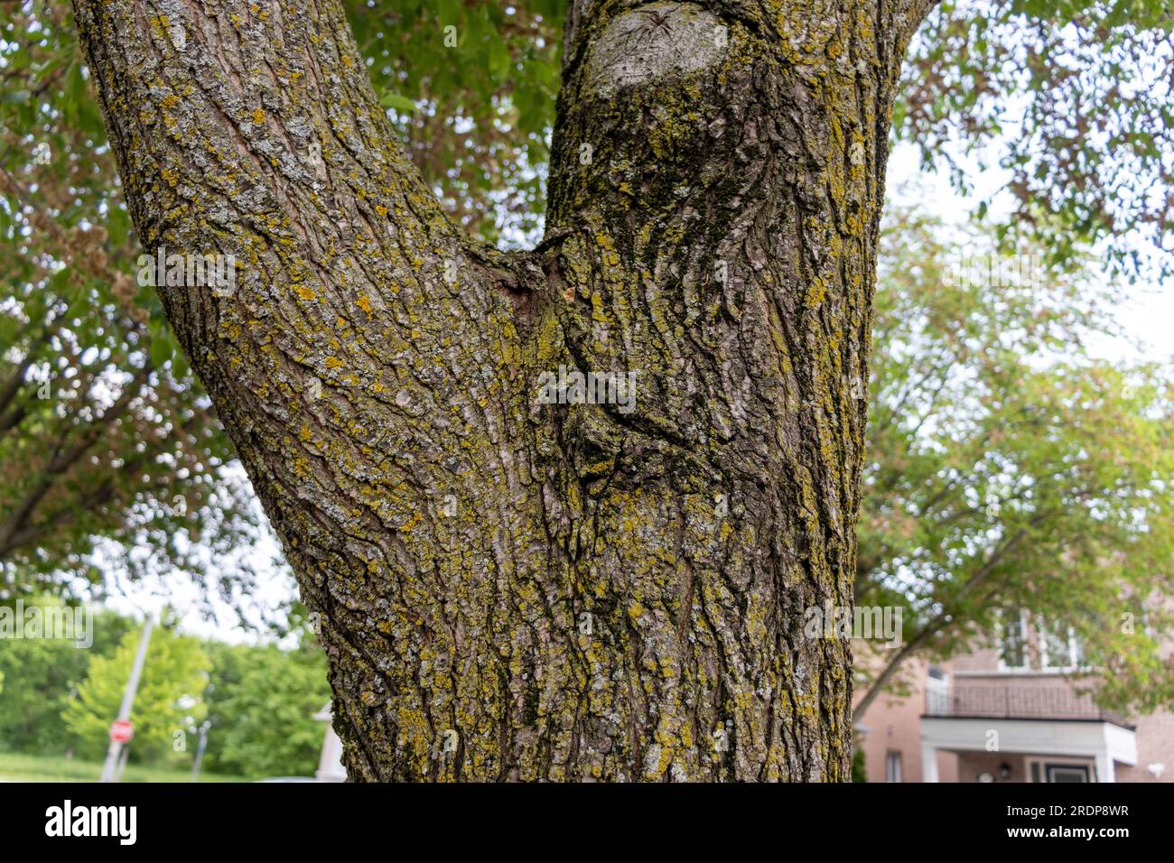 Tree trunk with knot - rough bark and moss - brick building in ...