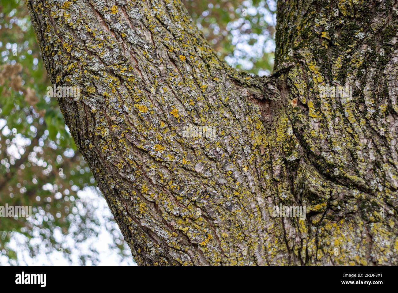 Tree trunk - rough bark and moss - brick building in background Stock ...