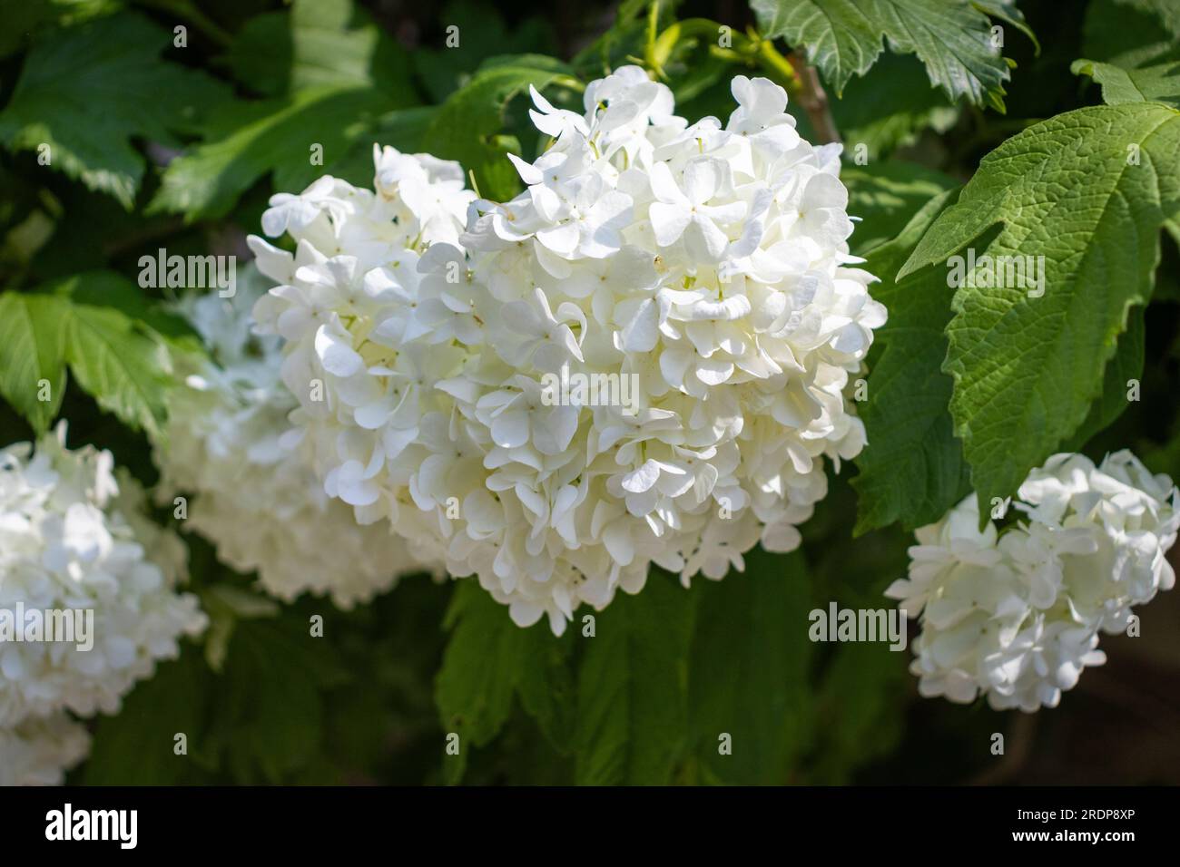 White hydrangea plant in bloom - large spherical clusters of flowers ...
