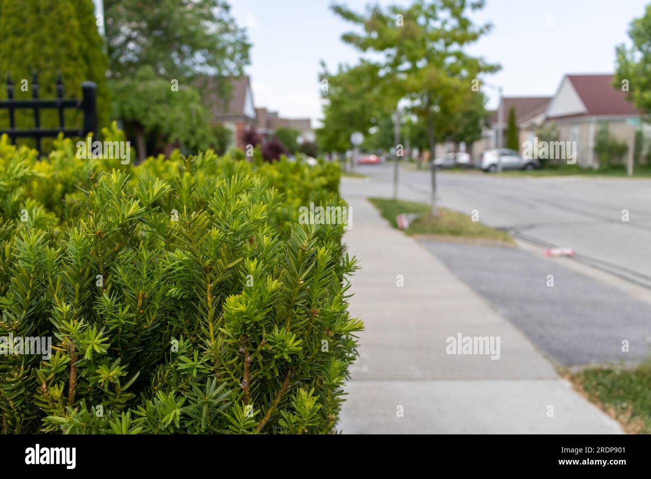 Green bush - suburban street with brick houses, peaked roofs, green ...