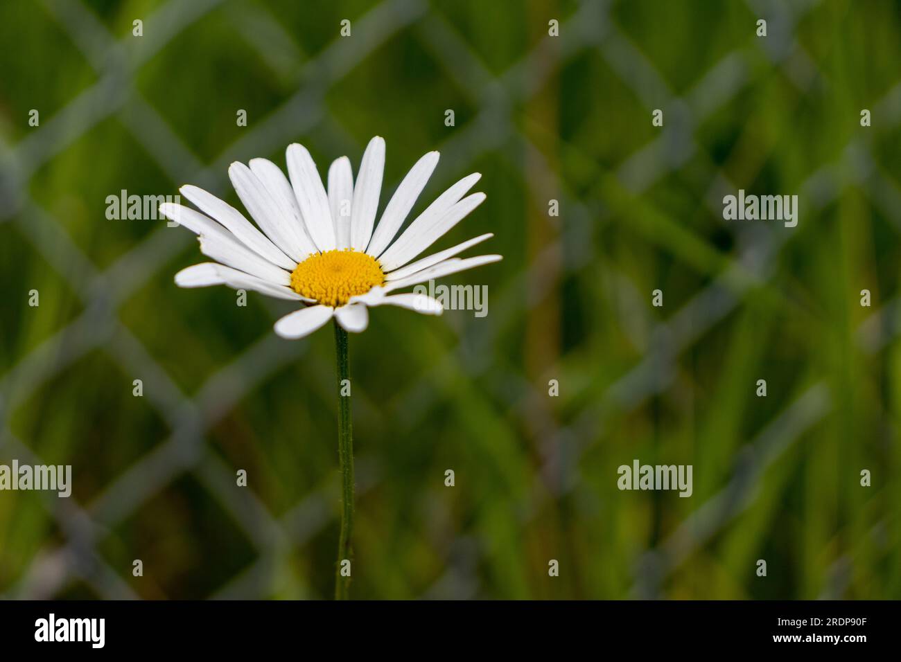 White daisy with yellow center - chain link fence and green grass ...