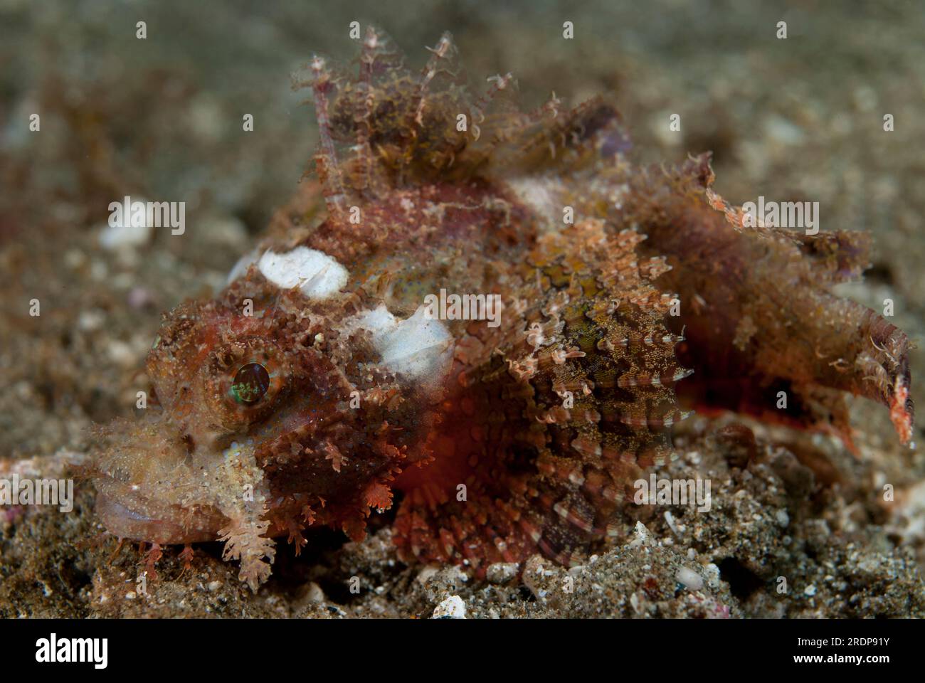Twilight zone ocean underwater hi-res stock photography and images - Alamy