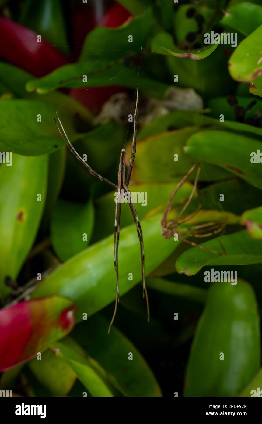 Rufous net-casting Spider, Deinopsis subrufa, Shedding skin ...