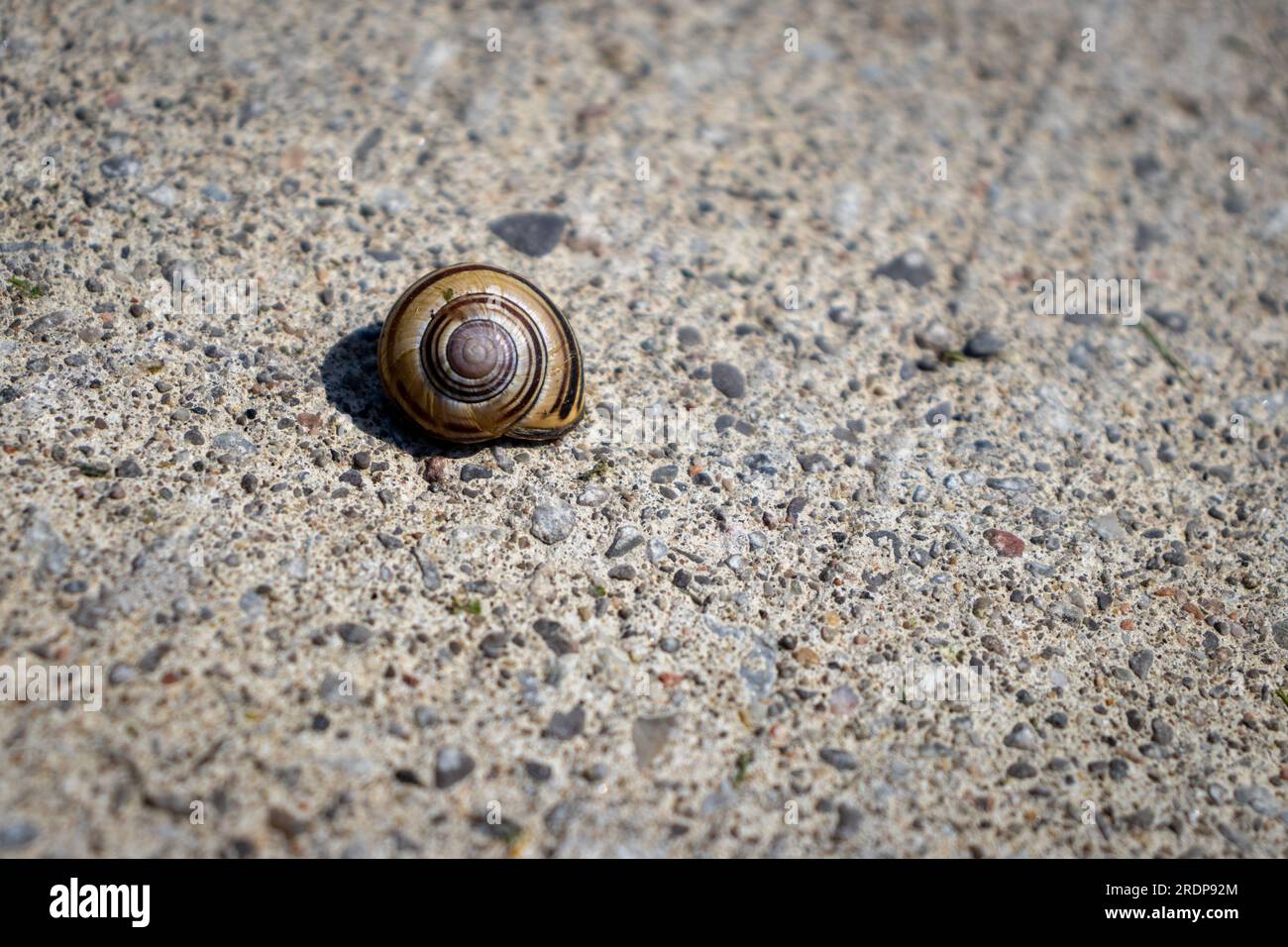 Small brown snail on gray concrete surface - spiral shell and pebbles ...