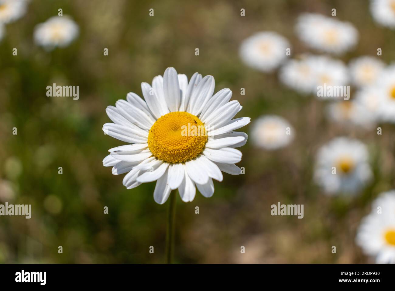 White daisy with yellow center in focus - field of daisies in blurred ...
