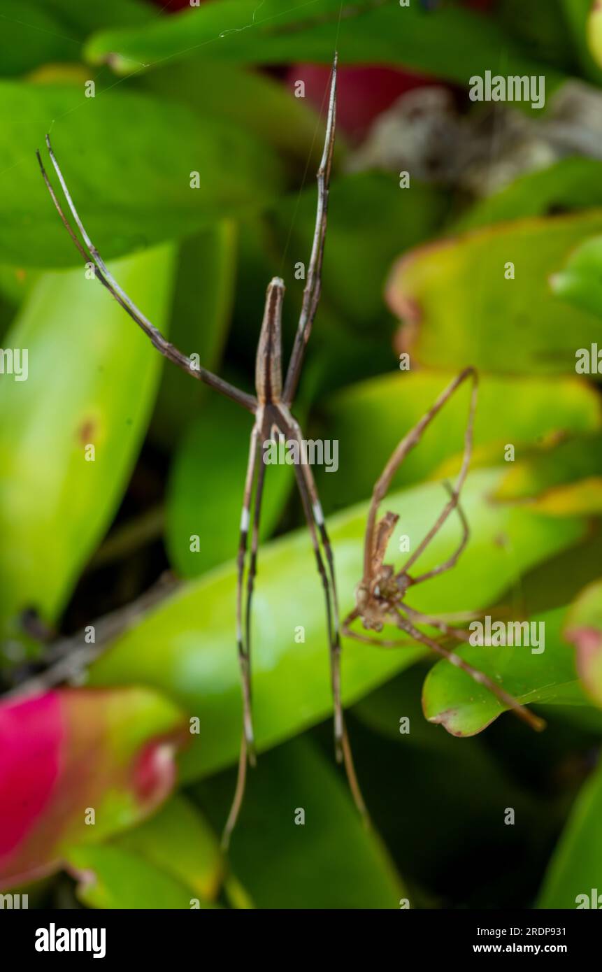 Rufous net-casting Spider, Deinopsis subrufa, Shedding skin ...