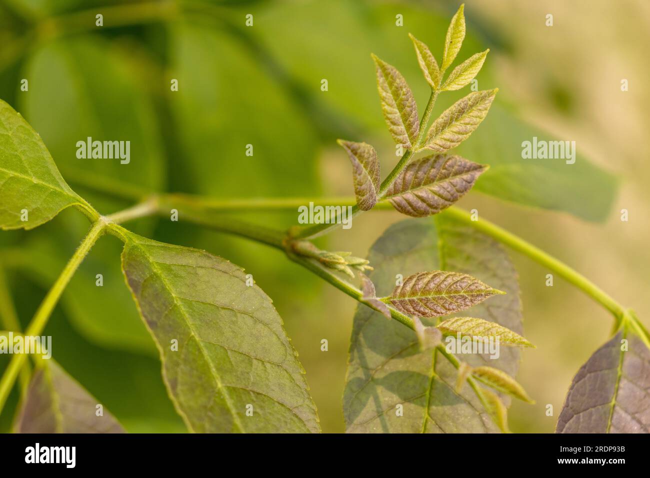 Ovate leaves hi-res stock photography and images - Alamy
