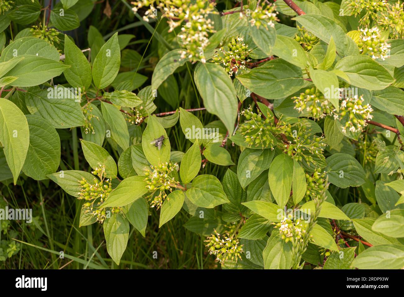 A fly visits a leafy bush with clusters of white flowers green leafy ...