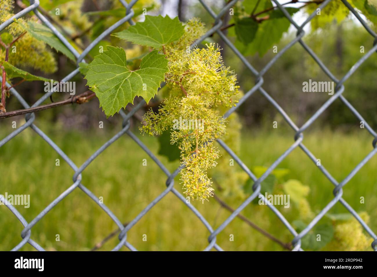 Green-leaved plant with yellow flowers breaking through chain link ...