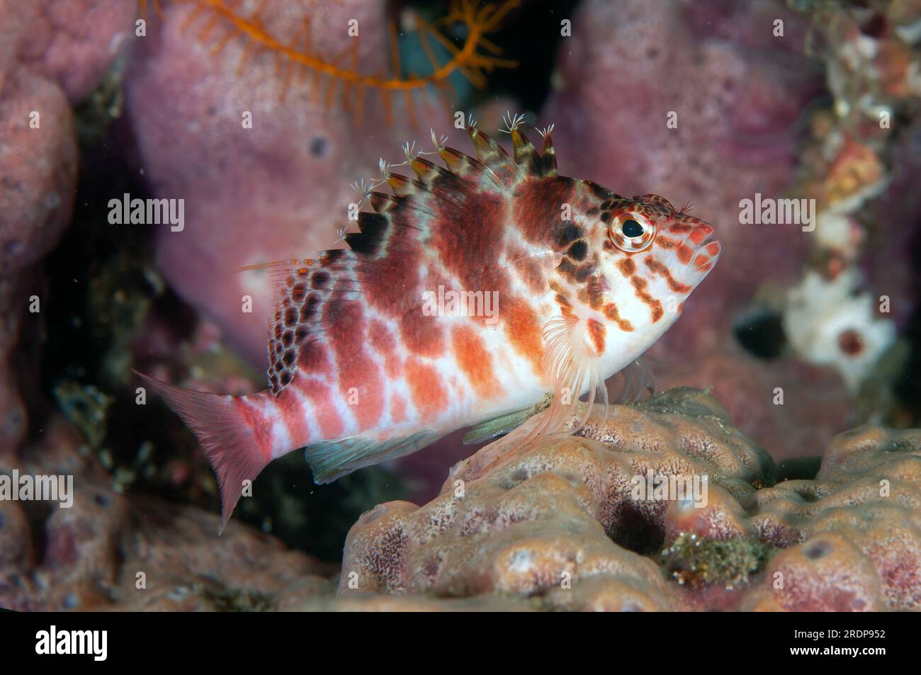 Twilight zone ocean underwater hi-res stock photography and images - Alamy