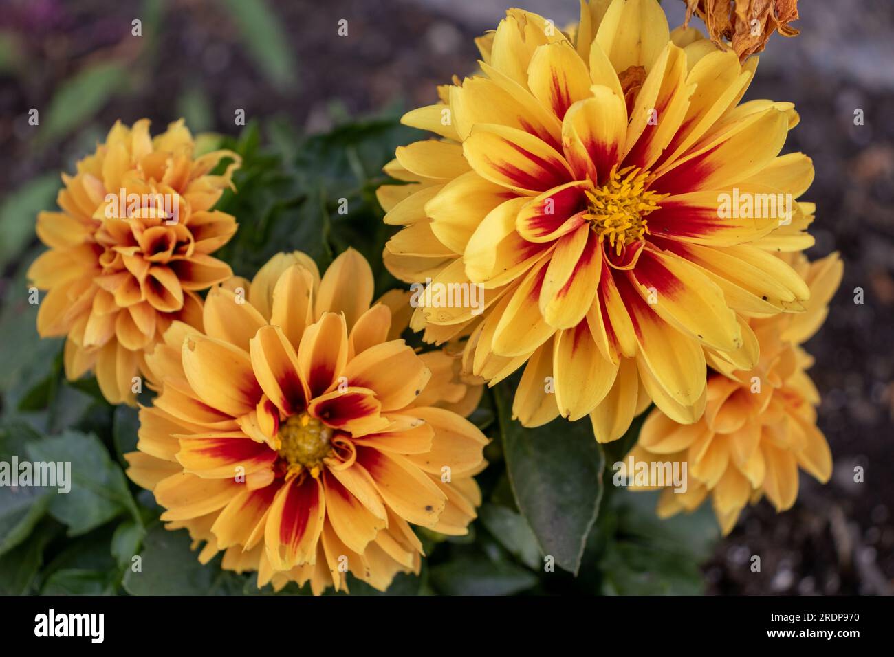 Red Orange Yellow Flower