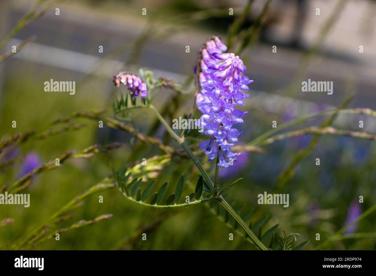 Vetch field hi-res stock photography and images - Alamy