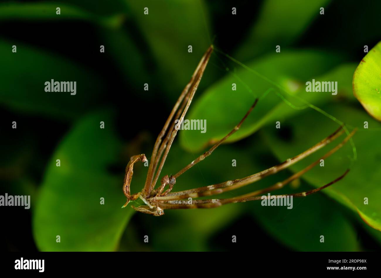 Rufous net-casting Spider, Deinopsis subrufa, Shedding skin ...