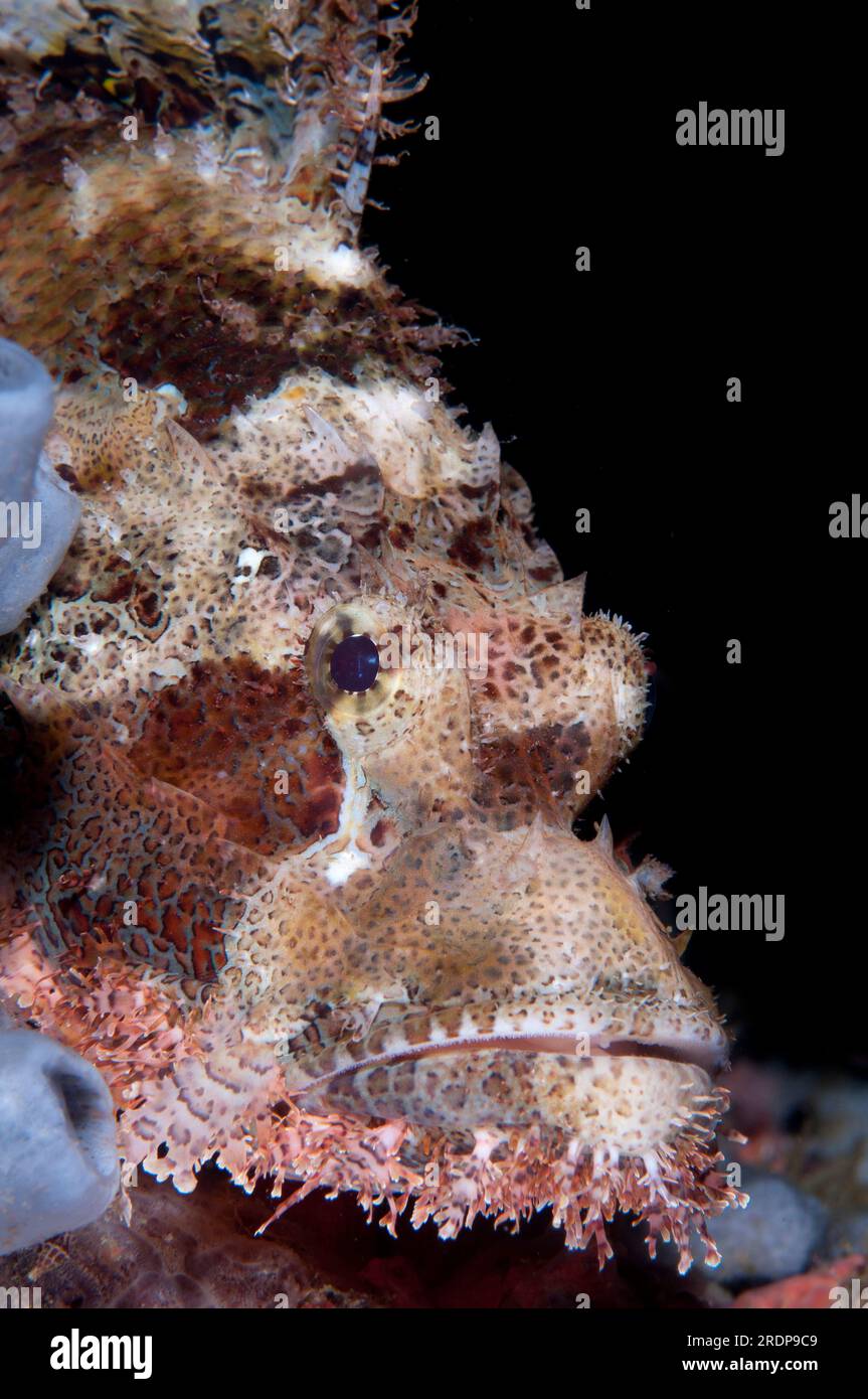 Tasseled Scorpionfish, Scorpaenopsis oxycephala, Forbidden Pier dive ...