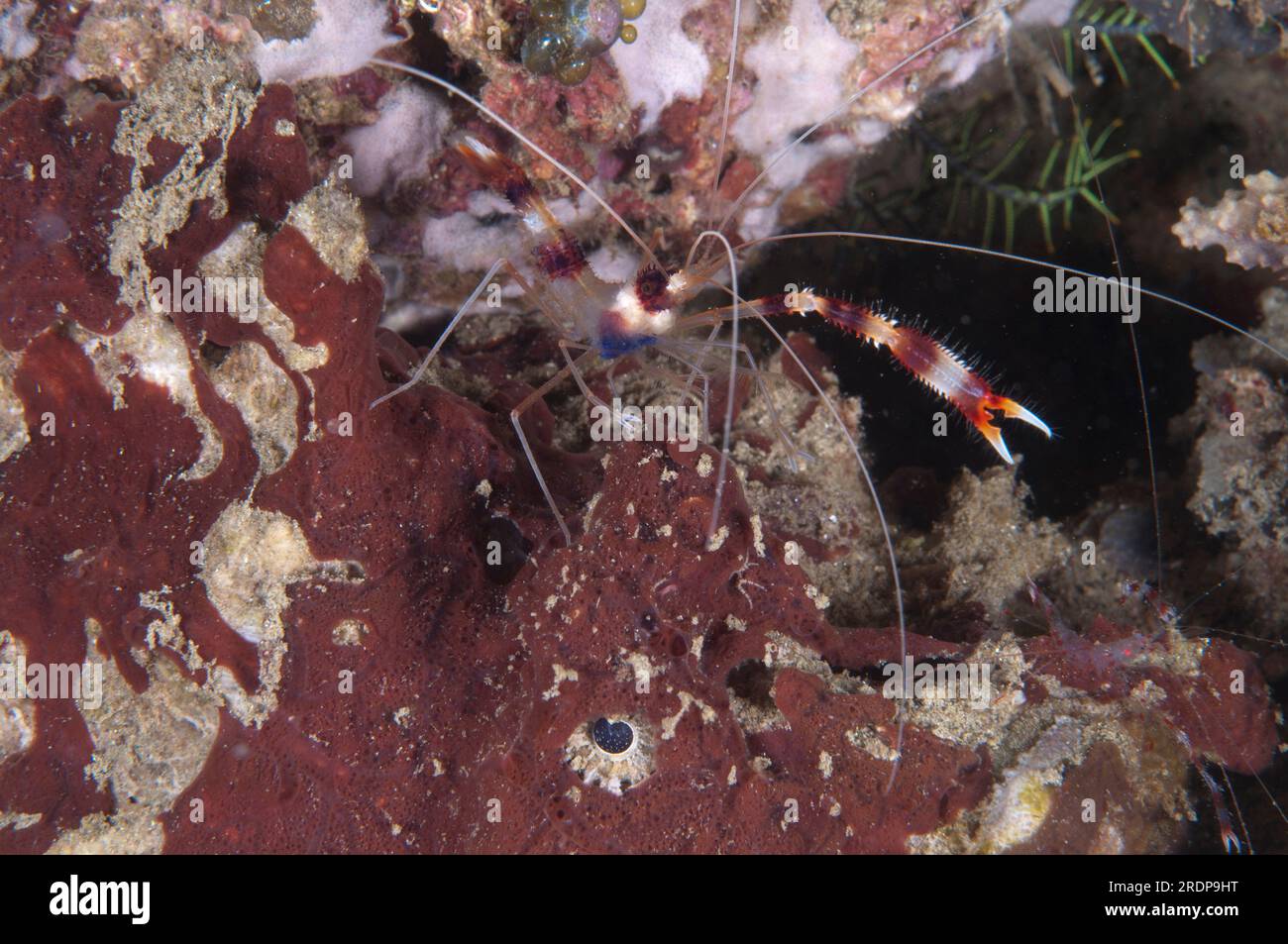 Boxer Shrimp, Stenopus hispidus, climbing on Reef Stonefish, Synanceia ...